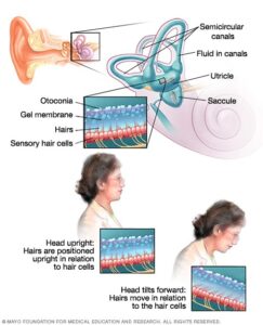 Balance, Dizziness and Vertigo | All Ears Hearing & Tinnitus Clinic