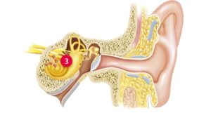 Role of Central Auditory Pathway in hearing and speech perception ...