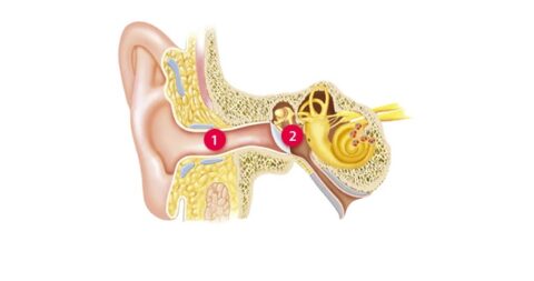 Role of Central Auditory Pathway in hearing and speech perception | All ...